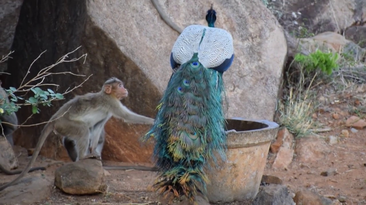 PEACOCK & MONKEY DRINKING WATER - YouTube