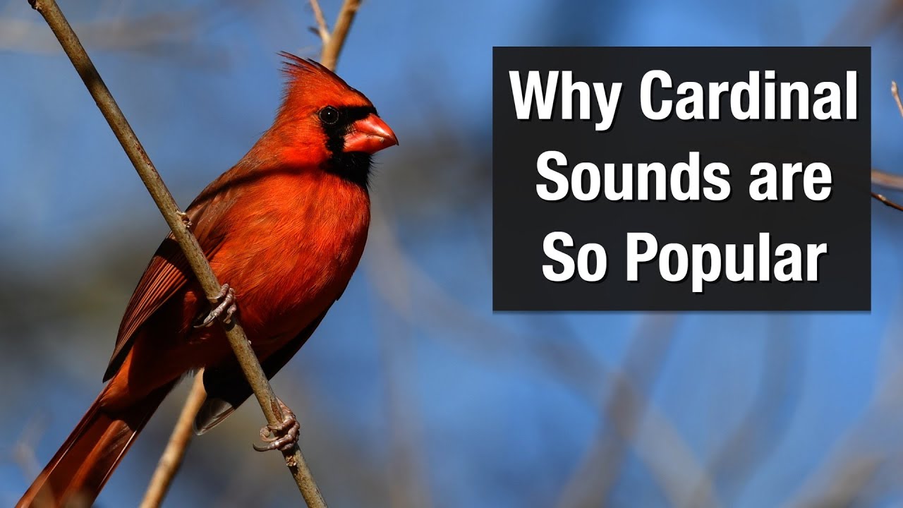 Why Cardinal Sounds are so Popular - YouTube