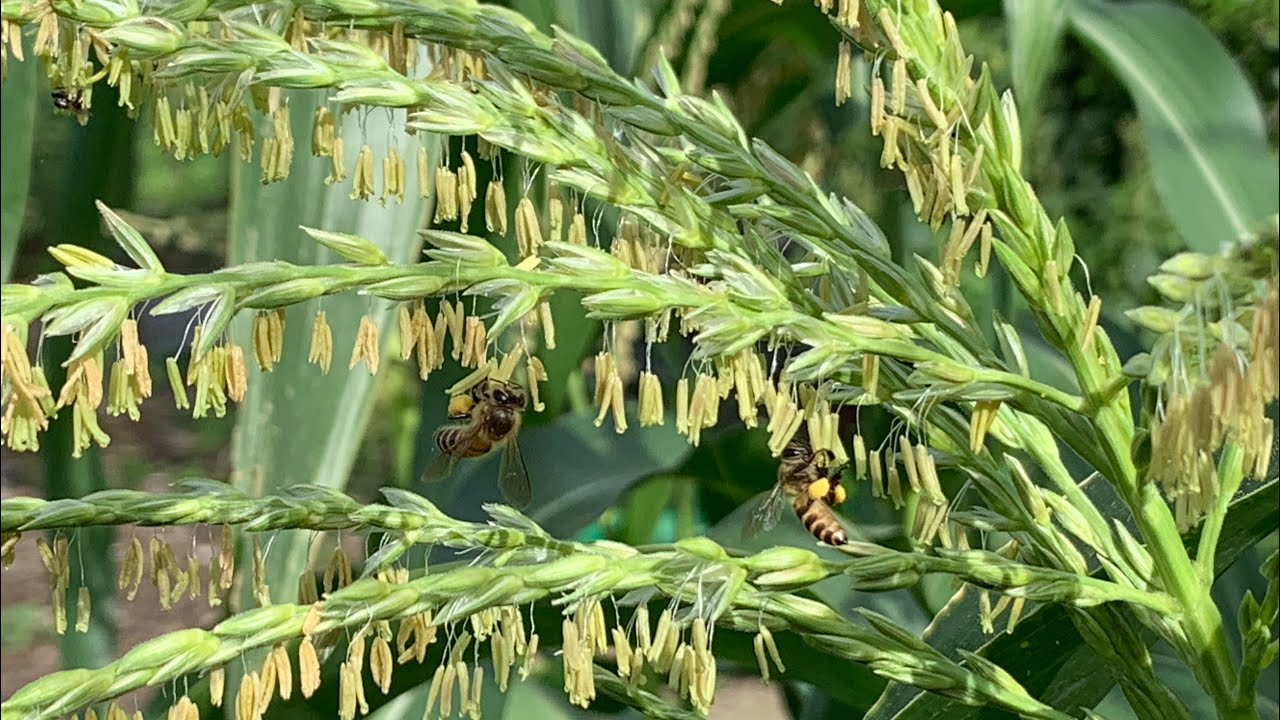 Bee and corn flowers - YouTube