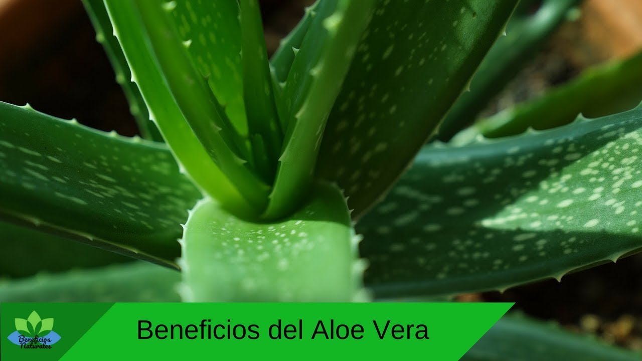 Beneficios del aloe vera tomado - YouTube