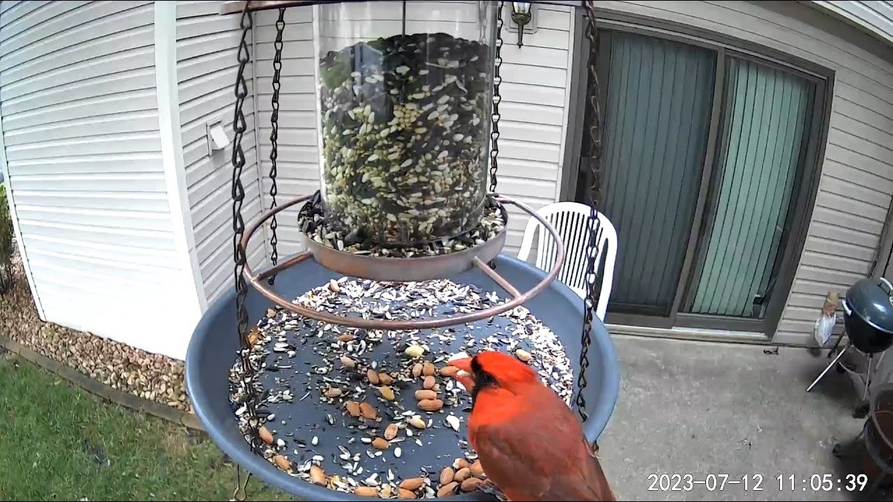 2023/07/12 - A Northern Cardinal cracks a peanut in half and eats it ...