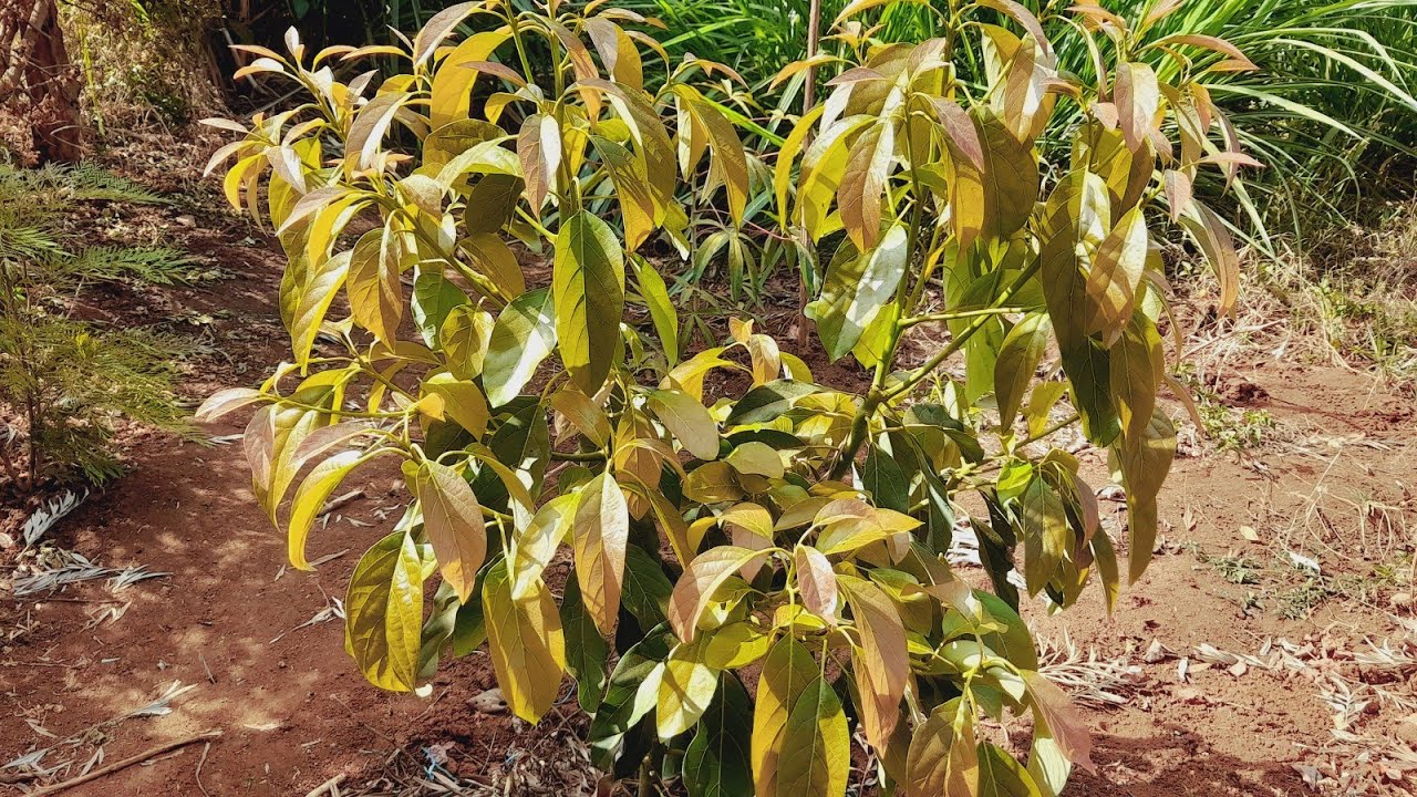 9 Months old Big Hass Avocado trees. Secret! - YouTube