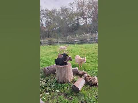 #shorts Goat Stump - YouTube