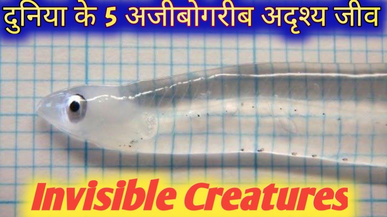 दुनिया के 5 अजीबोगरीब अदृश्य जीव। Top 5 strange invisible creatures| টপ ...