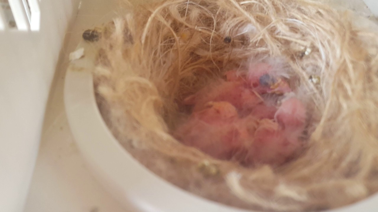 Red Factor Pairs 1,2 and 3 ( video 5 ) - YouTube