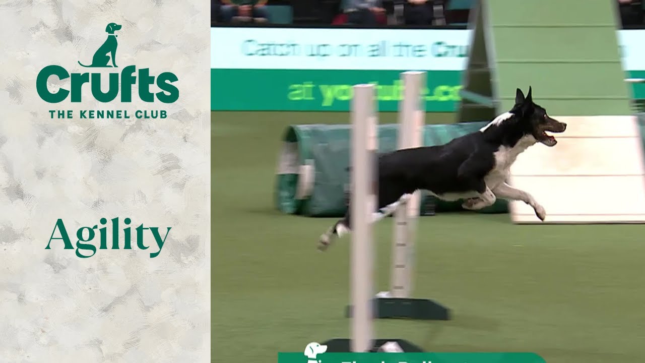 Agility - International Invitation - Large (Agility) - YouTube