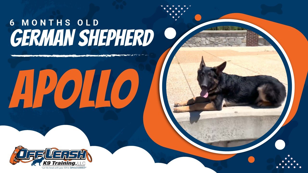 “Apollo” 6 Months Old German Shepherd | Off Leash K9 Training | Best ...