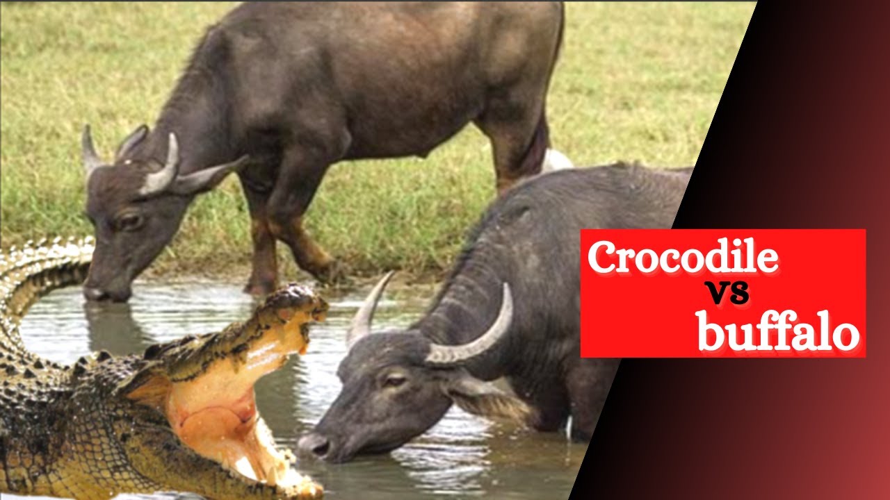 How Killer Crocodile Stalking And Hunting Buffalo - YouTube