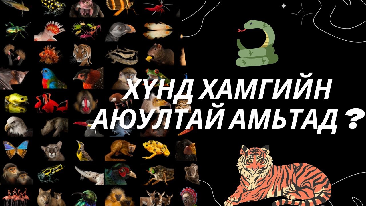 Хүний Амь Хамгийн Их Хөнөөсөн АМЬТАД Youtube