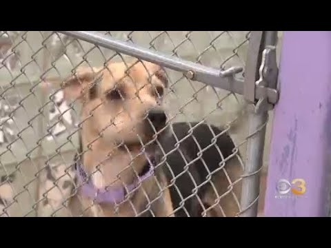 Pennsylvania SPCA waiving adoption fees for all dogs at HQ in North ...
