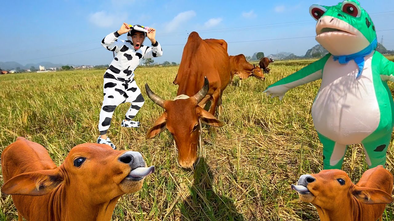 con bò - CON BÒ - con bò ăn cỏ - con bò con - lk nhạc con bò hay nhất ...