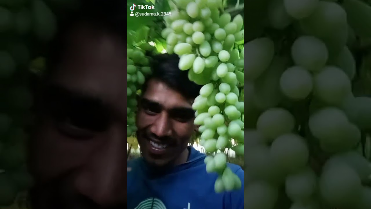 angur ki kheti - YouTube