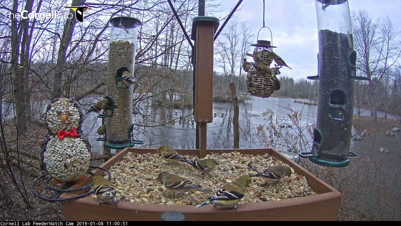 American Goldfinches Flock To Cornell Feeders – Jan. 8, 2019 - YouTube