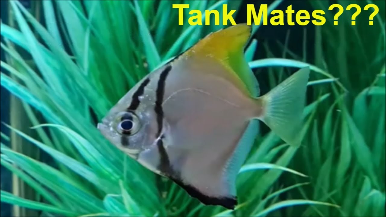 Mono fish tank mates - fish you can have with Mono fish / Mono argentus ...