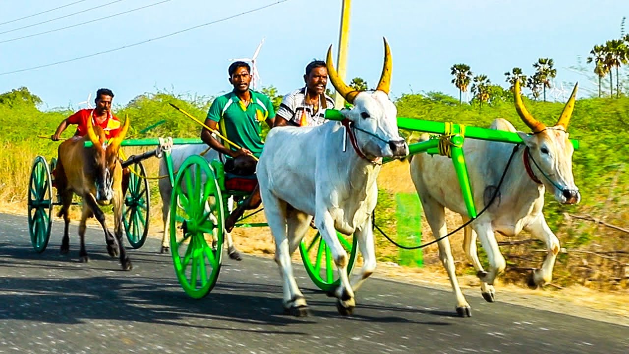 Nainarpuram Chinna Mattu vandi race (10-07-2019) Jawahar studio - YouTube