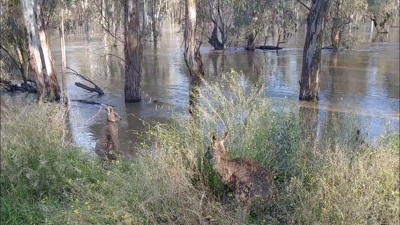 Kangaroos taking refuge above flood waters from the Goulburn River ...