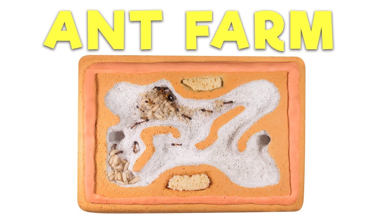 How to Build an Ant Nest | Modular Concrete Formicarium - YouTube