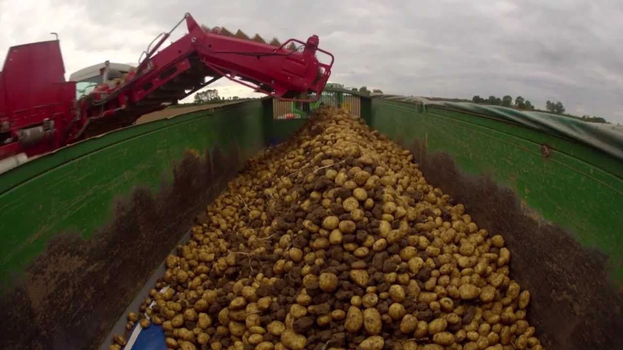 Your Harvester and Potato Damage - Harvesting & Bruising Chapter 2 ...