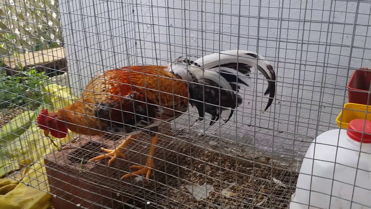 Pollo Bulico líneas 314 A. Betancourt castado Leo Quiles genética ...