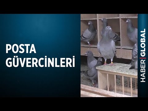 Şampiyon Posta Güvercinleri Nasıl Yetiştiriliyor?