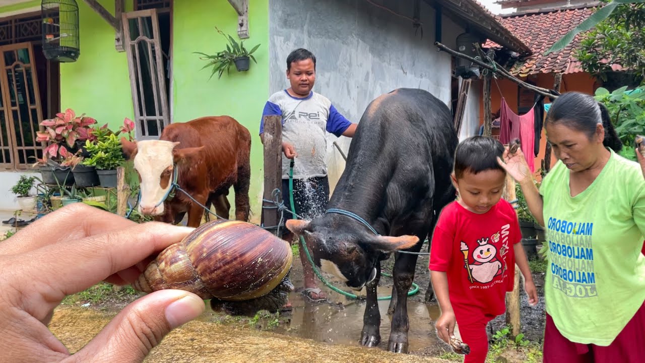 I play with snails and cows very happy - YouTube