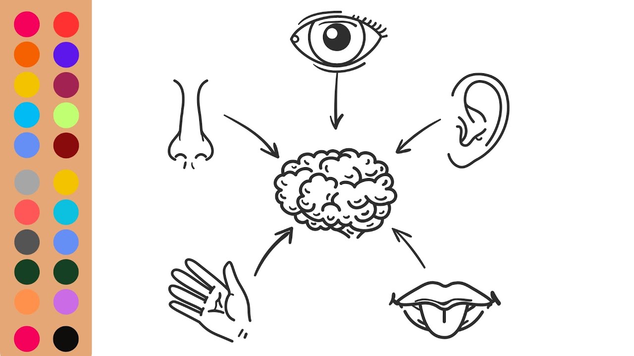5 Sense Organs Song, Drawings & Coloring for Kids, Toddlers | How to ...