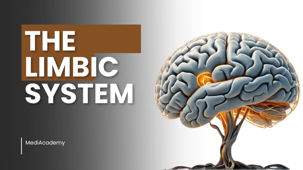 Unlocking Your Brain: Limbic System in Mental Health Nursing [2024 ...