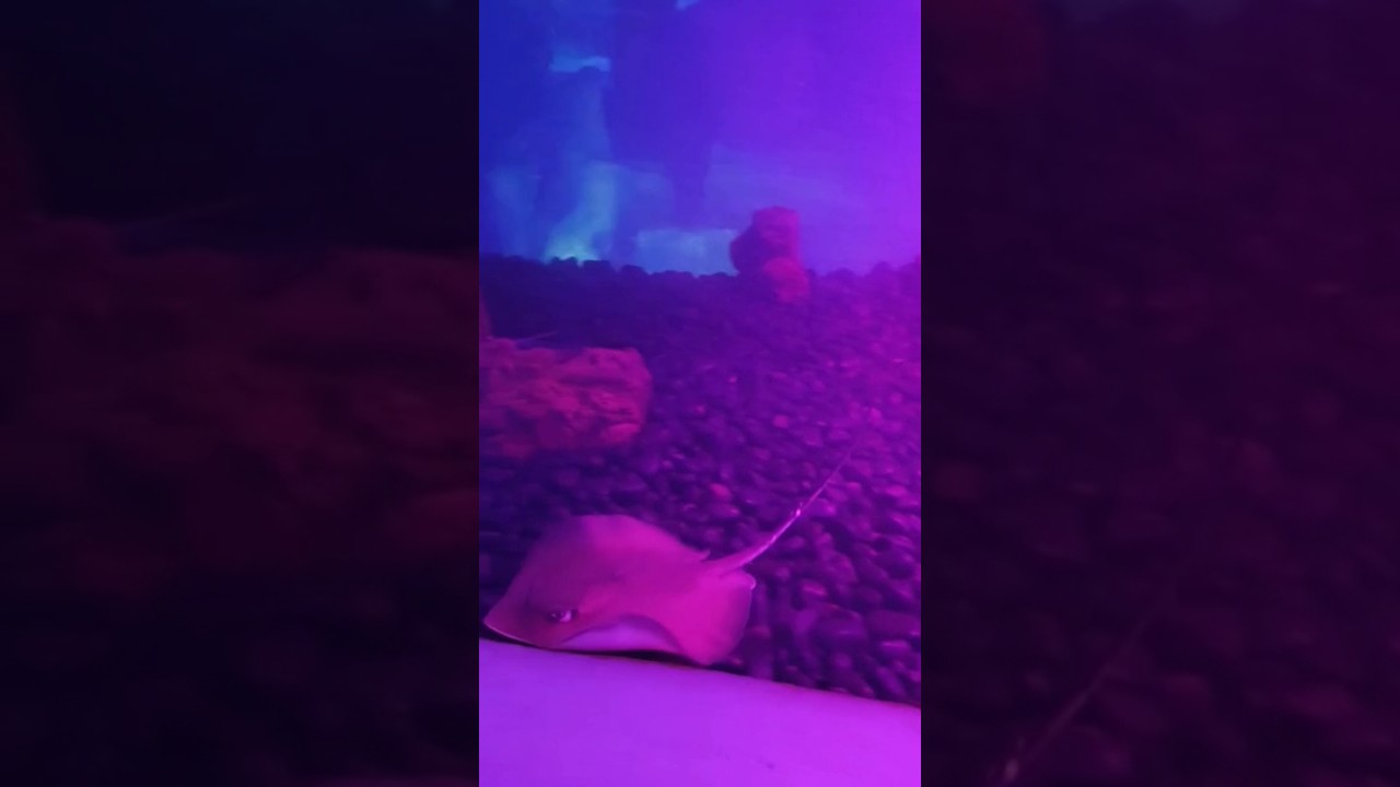 Reticulate whipray | Sea fish | Ornamental fishes | Under the sea ...