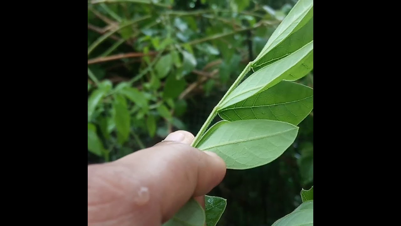 Leaf transpiration experiment/( transpiration in plants) - YouTube