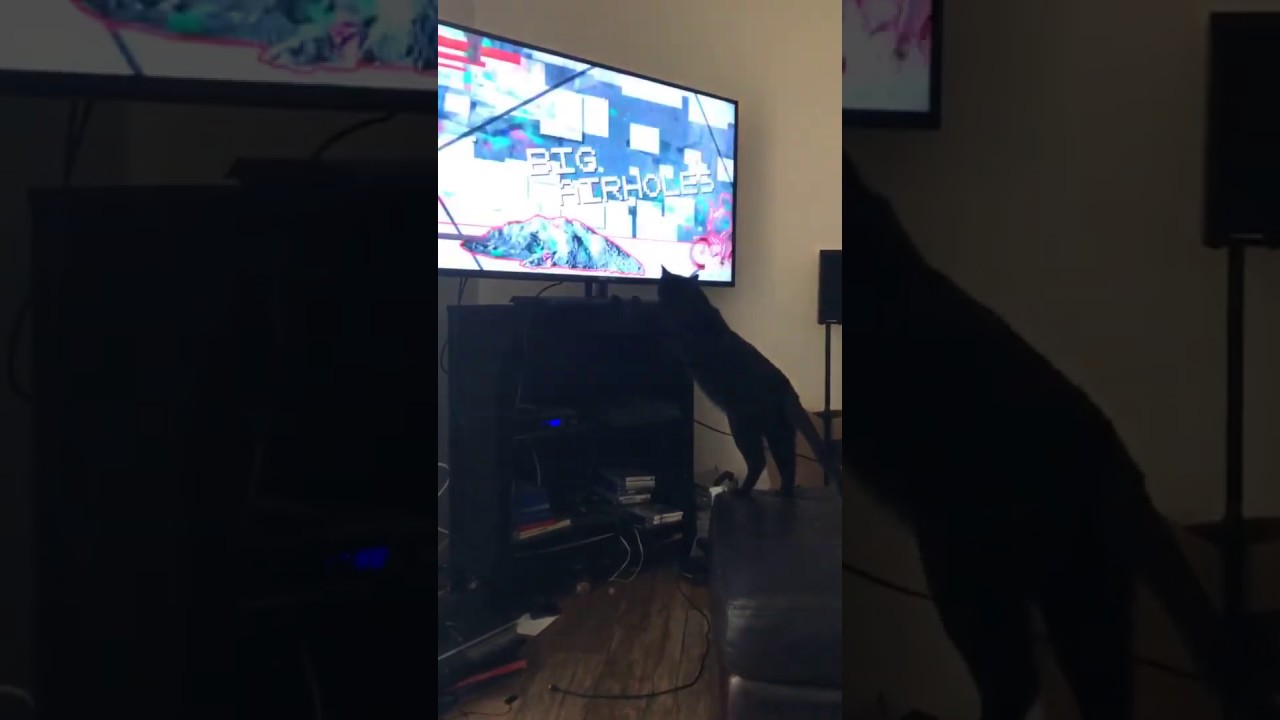 Cat Destroys Tv - YouTube