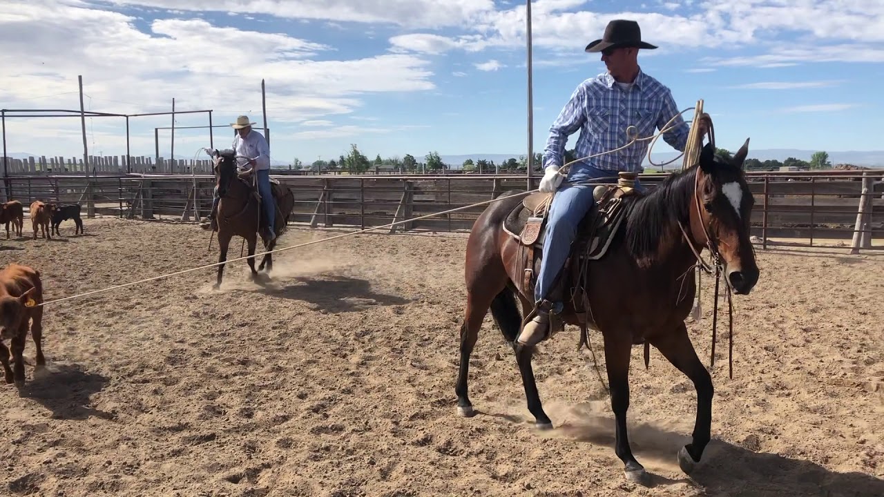 The Stylish Lane- Consigned to The PINK BUCKLE BARREL HORSE SALE 2020 ...