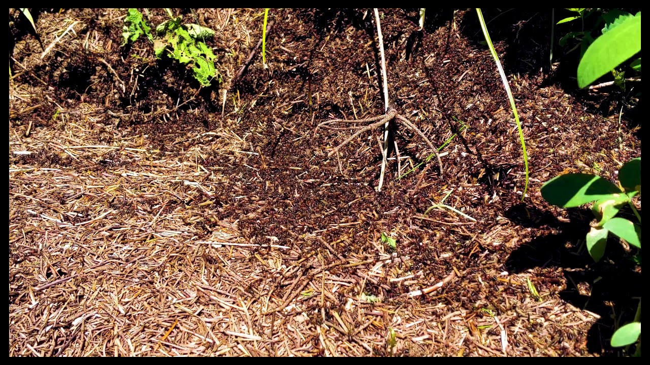 Thatching Ant Mound found in the Yacolt Burn in Washinton - YouTube