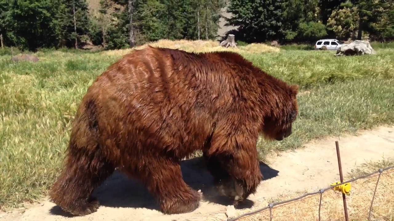 Sequim Drive Thru Zoo - YouTube