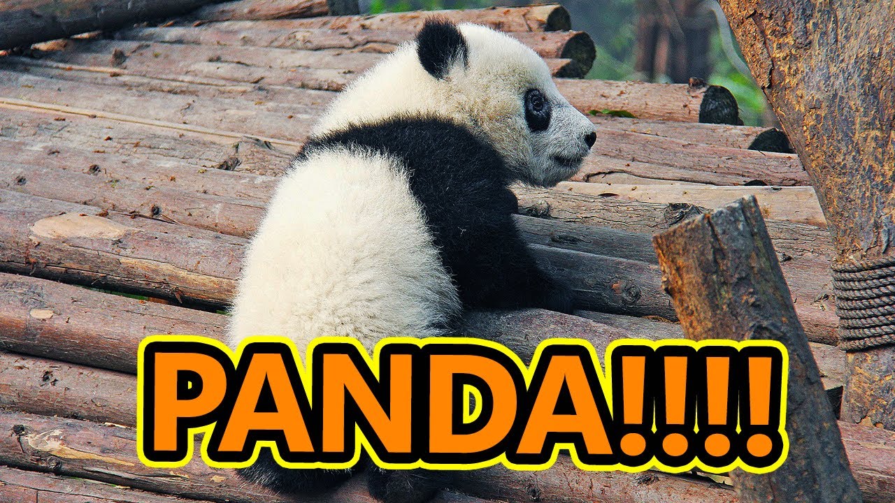 Funny Panda Fail Moment cute panda compilation - YouTube