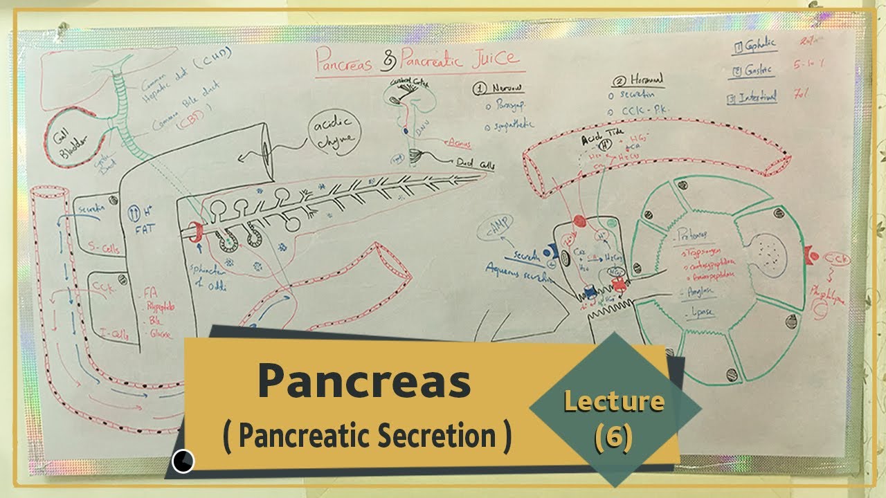 Pancreas - YouTube