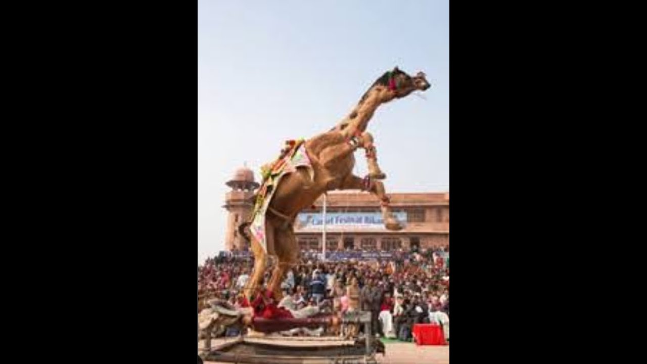 Dancing camel - YouTube