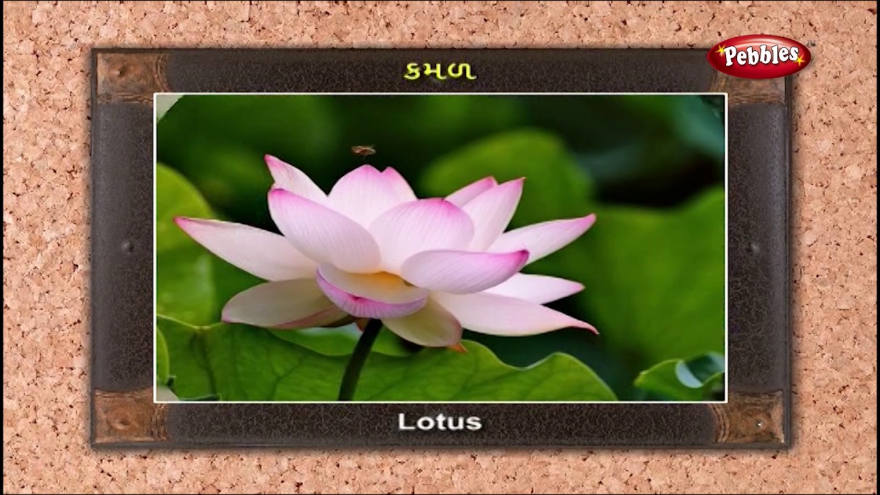 Learn Flowers In Gujarati Learn Gujarati Gujarati Grammar Learn Flowers In Gujarati Learn Gujarati Gujarati Grammar