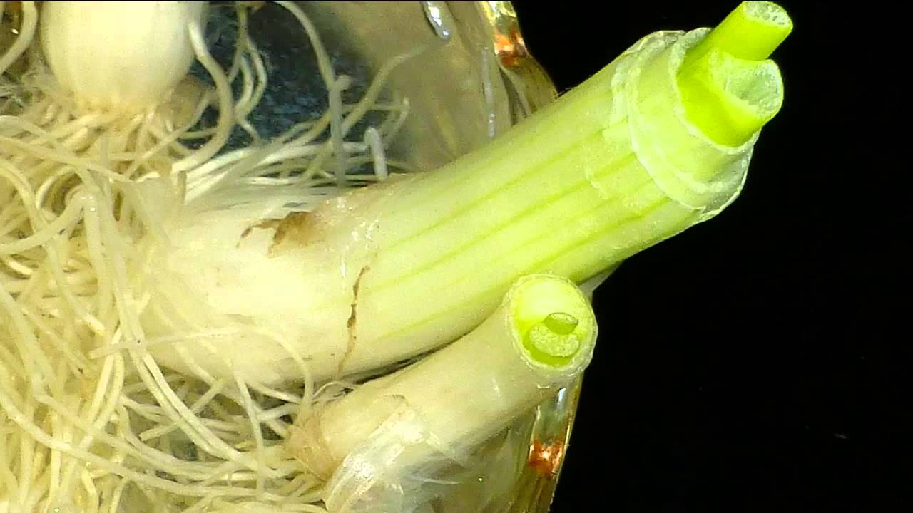 Growing Spring Onion at home Raft Hydroponics - YouTube