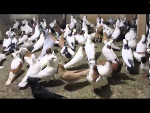 quslar BEHRUZ XUTOR 0517270722  0557104152