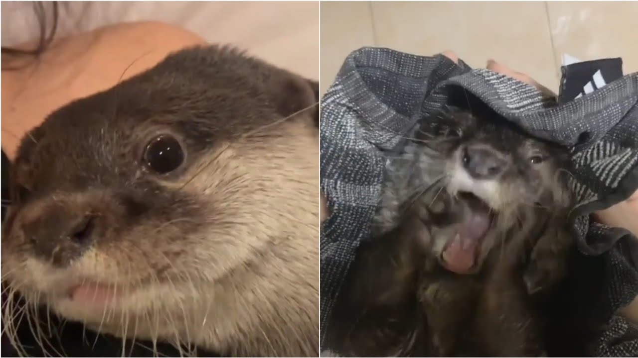 Call of foodie 😋😂~Cartel the Otter |Cute Otter - YouTube
