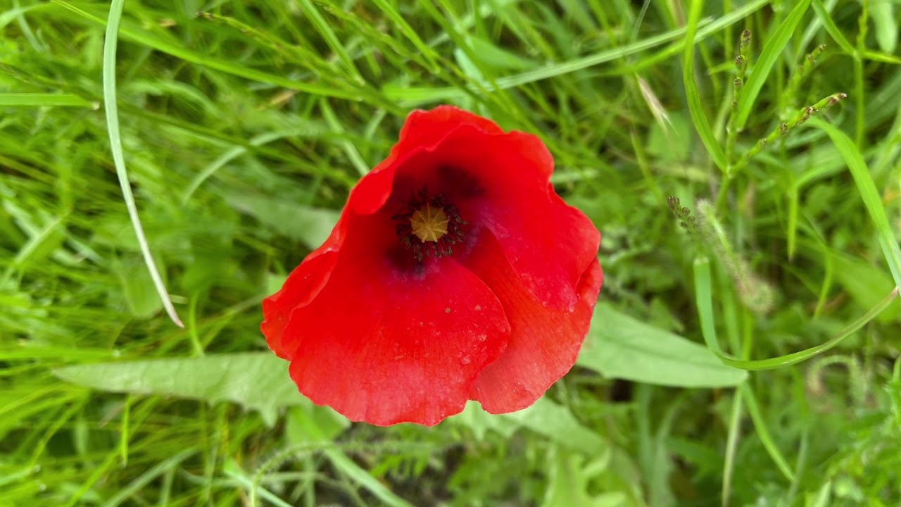 Red and white wild Spring Flowers - YouTube