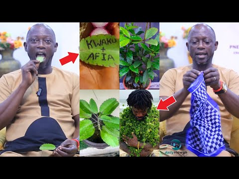 Spiritual Uses Of Leaf Of Life Taamiawu (Miracle Leaf) Nyanya & Bay Leaf - FULL VIDEO