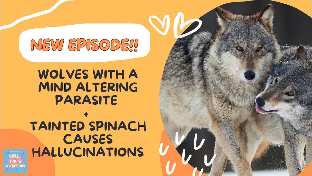 Ep. 124: Wolves With A Mind Altering Parasite + Tainted Spinach Causes ...