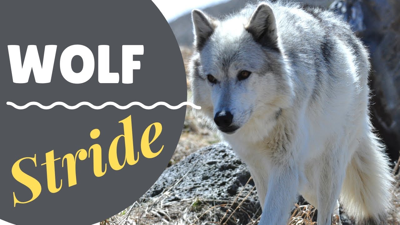 Animal Tracking for Kids | Wolf Stride | This is video 2 of a 4 part wolf series - YouTube