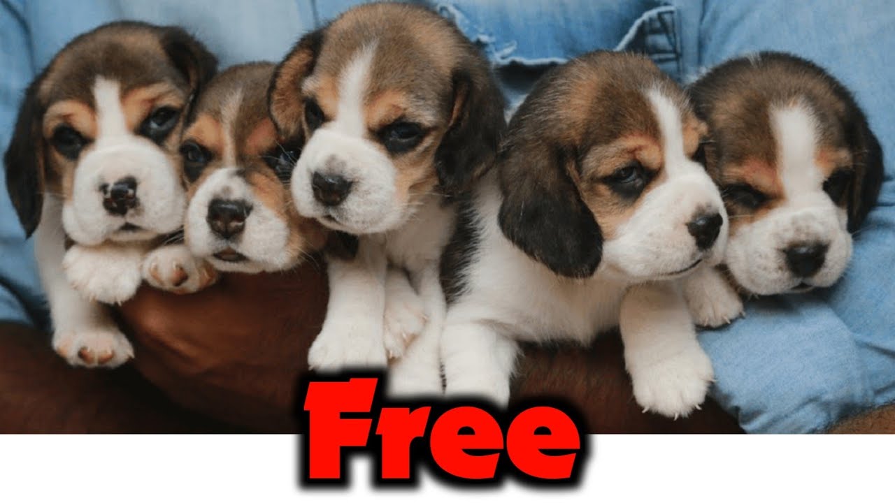 Beagle puppies for free adoption 🔥🔥#freeadaptation - YouTube