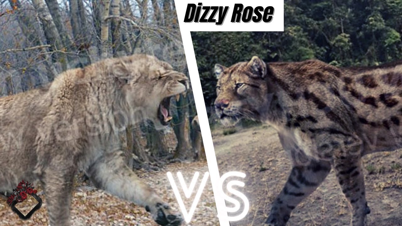 Mosbach Lion vs Machairodus Lahayishupup 2022 - YouTube