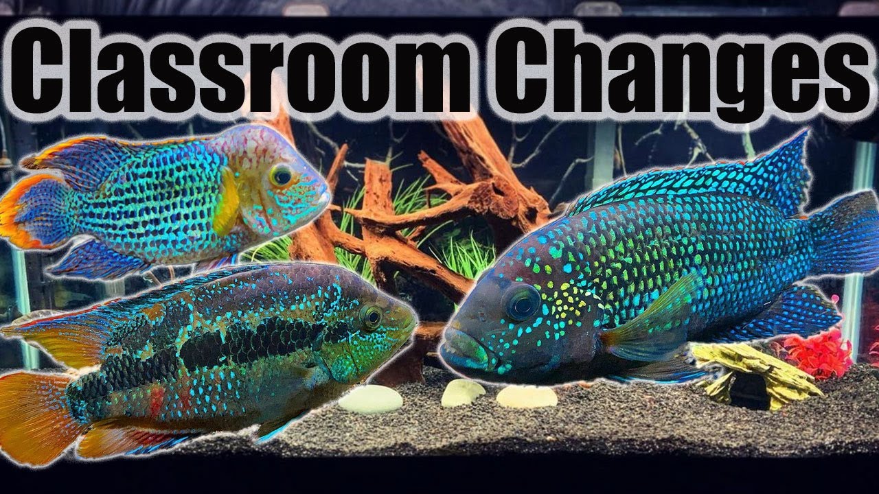 COLORFUL PREDATORY AMERICAN CICHLIDS | The Classroom Fish Room Updates ...