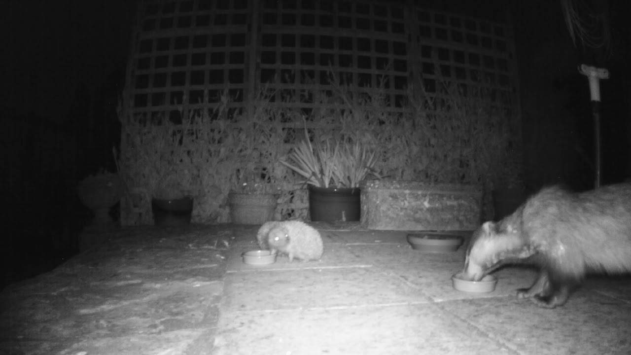 Screaming Hedgehog Saved From Badger - YouTube