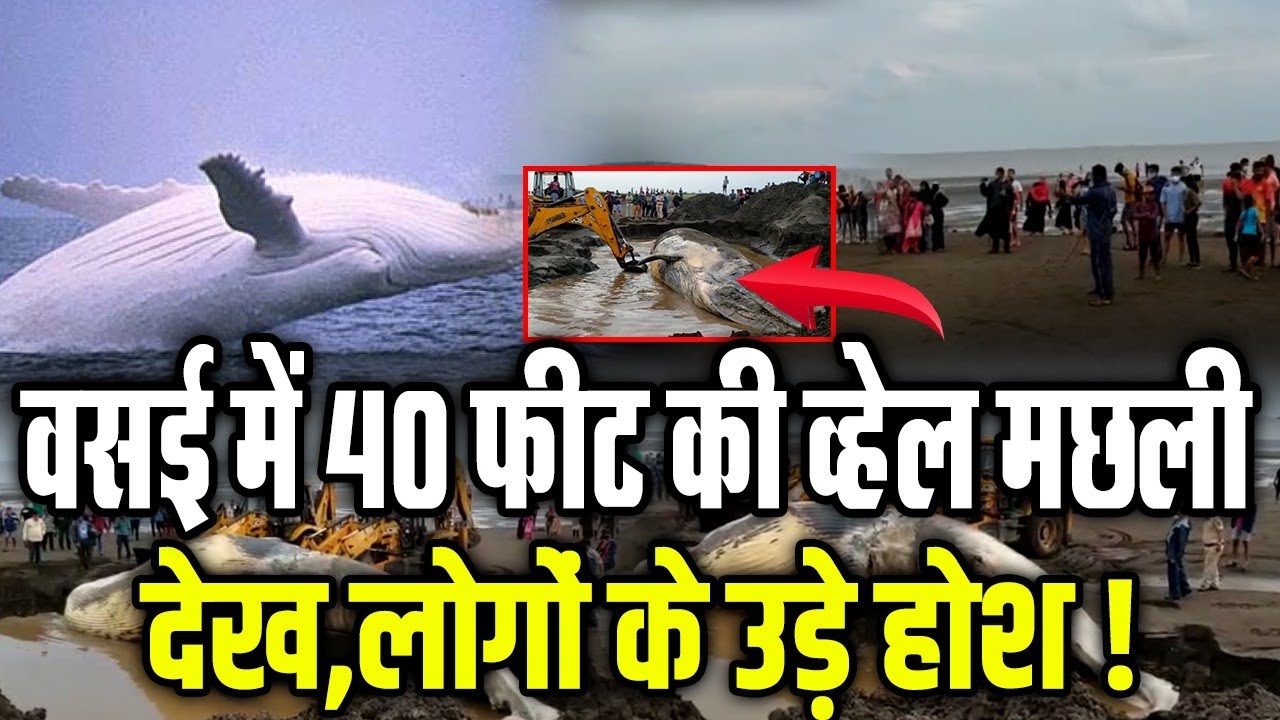 whale in vasai beach | whel fish in vasai mumbai | Vhel whale fish at ...