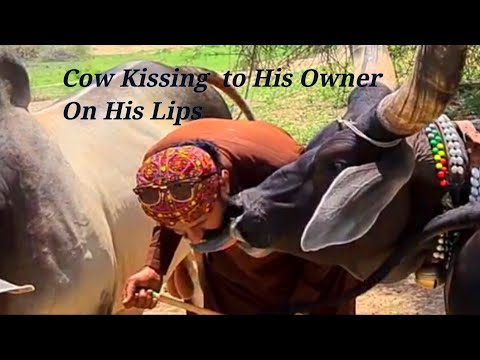 Kankrej Cow Kissing to His owner On his lips a true Love story of Thar Desert Pakistan